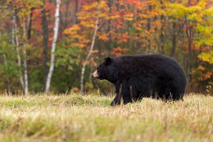 How to Bear Proof Your Campsite and Protect Against Black Bears in Ontario