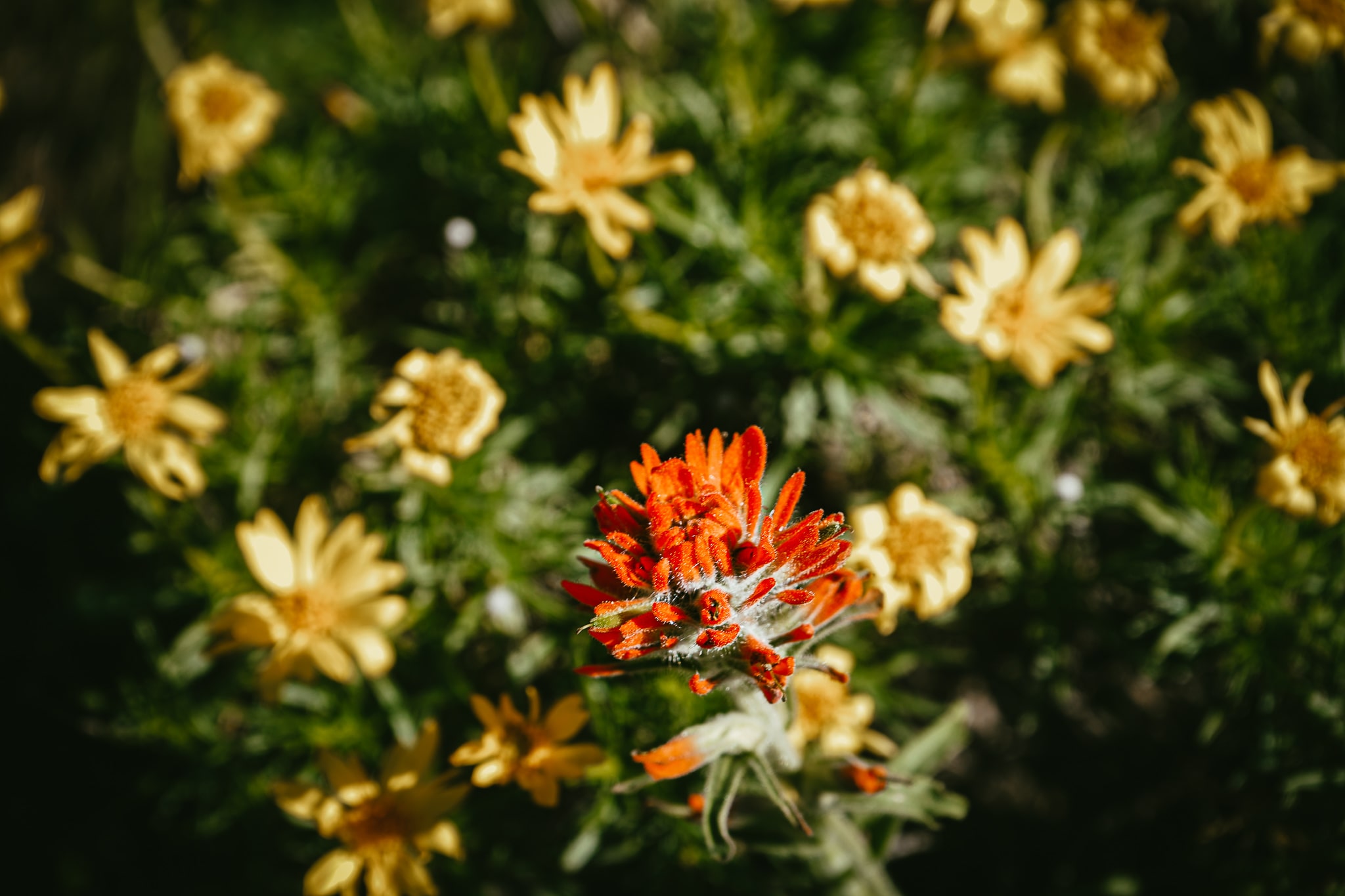 Mount Diablo Camping: Everything You Need to Know [Read Before You Go!]